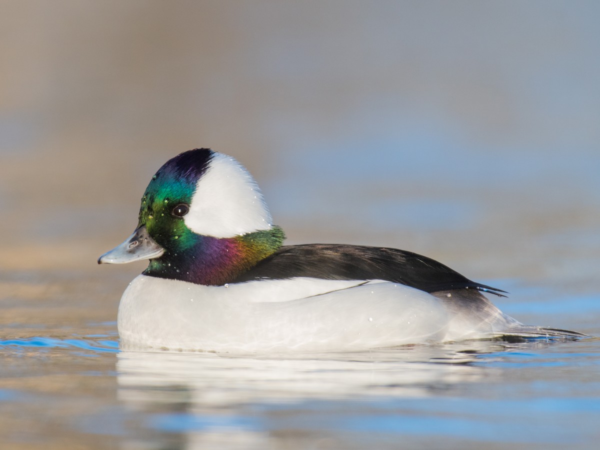 Bufflehead - Bucephala albeola - Birds of the World