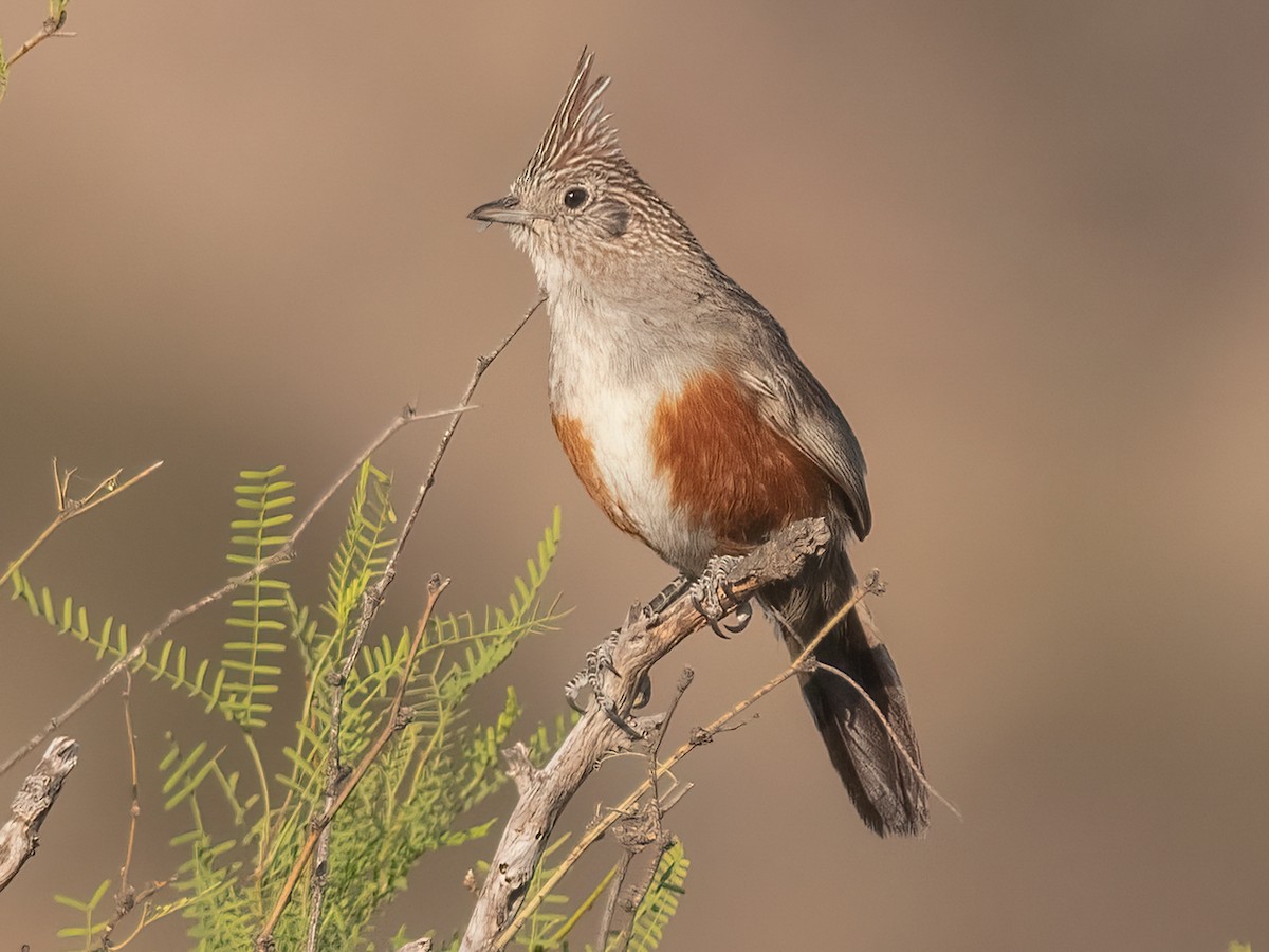 Crested Gallito - Rhinocrypta lanceolata - Birds of the World