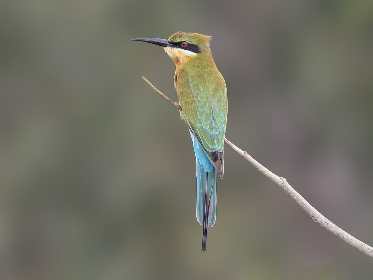 Blue-tailed Bee-eater - Merops philippinus - Birds of the World