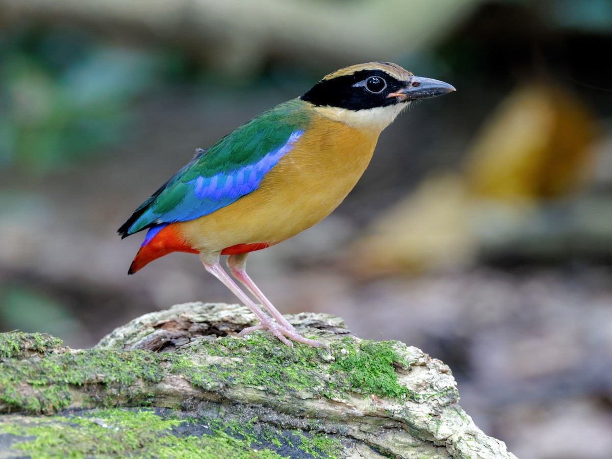 Blue-winged Pitta - Pitta moluccensis - Birds of the World