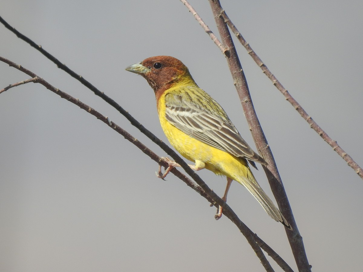 Red-headed Bunting - Emberiza bruniceps - Birds of the World
