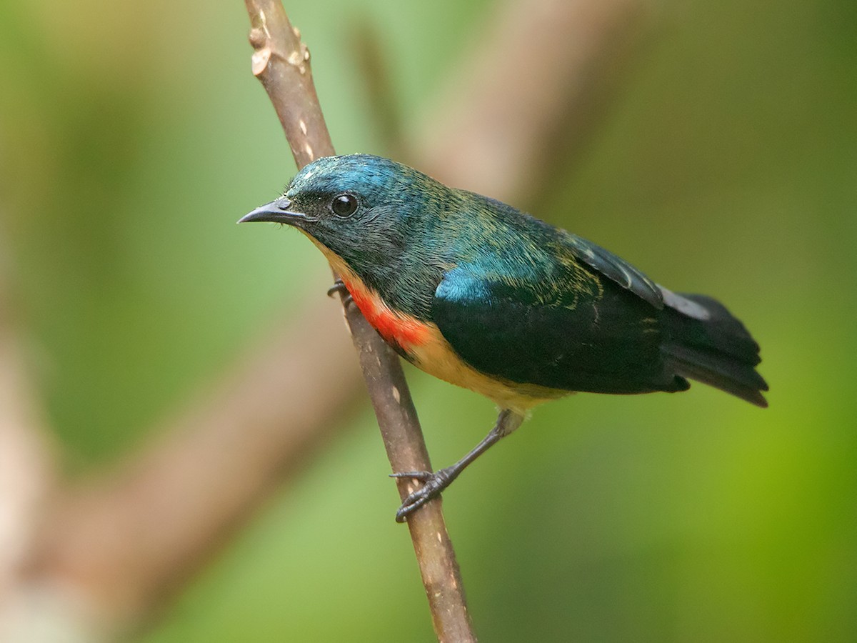 Fire-breasted Flowerpecker - Dicaeum ignipectus - Birds of the World