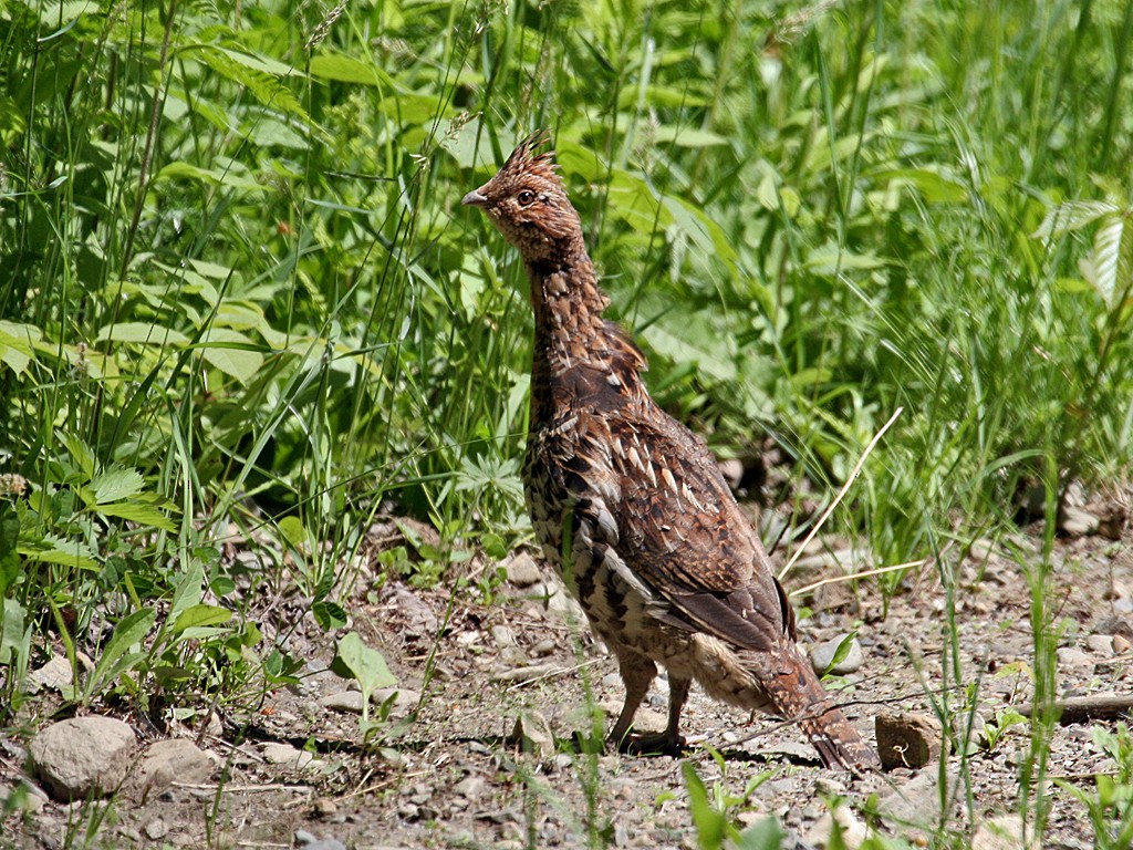 eBird Checklist - 15 Jun 2007 - Umbagog NWR (overall) - 1 species