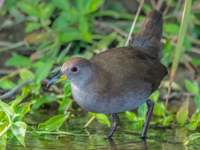 Photos - Brown Crake - Zapornia akool - Birds of the World