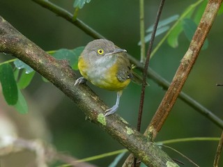 Yellow Longbill - Macrosphenus flavicans - Birds of the World