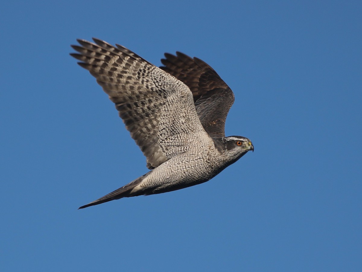 American Goshawk - Astur atricapillus - Birds of the World