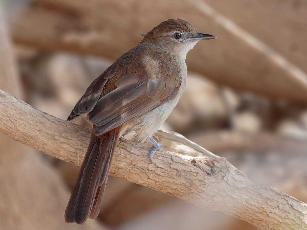 Northern Brownbul - Phyllastrephus strepitans - Birds of the World