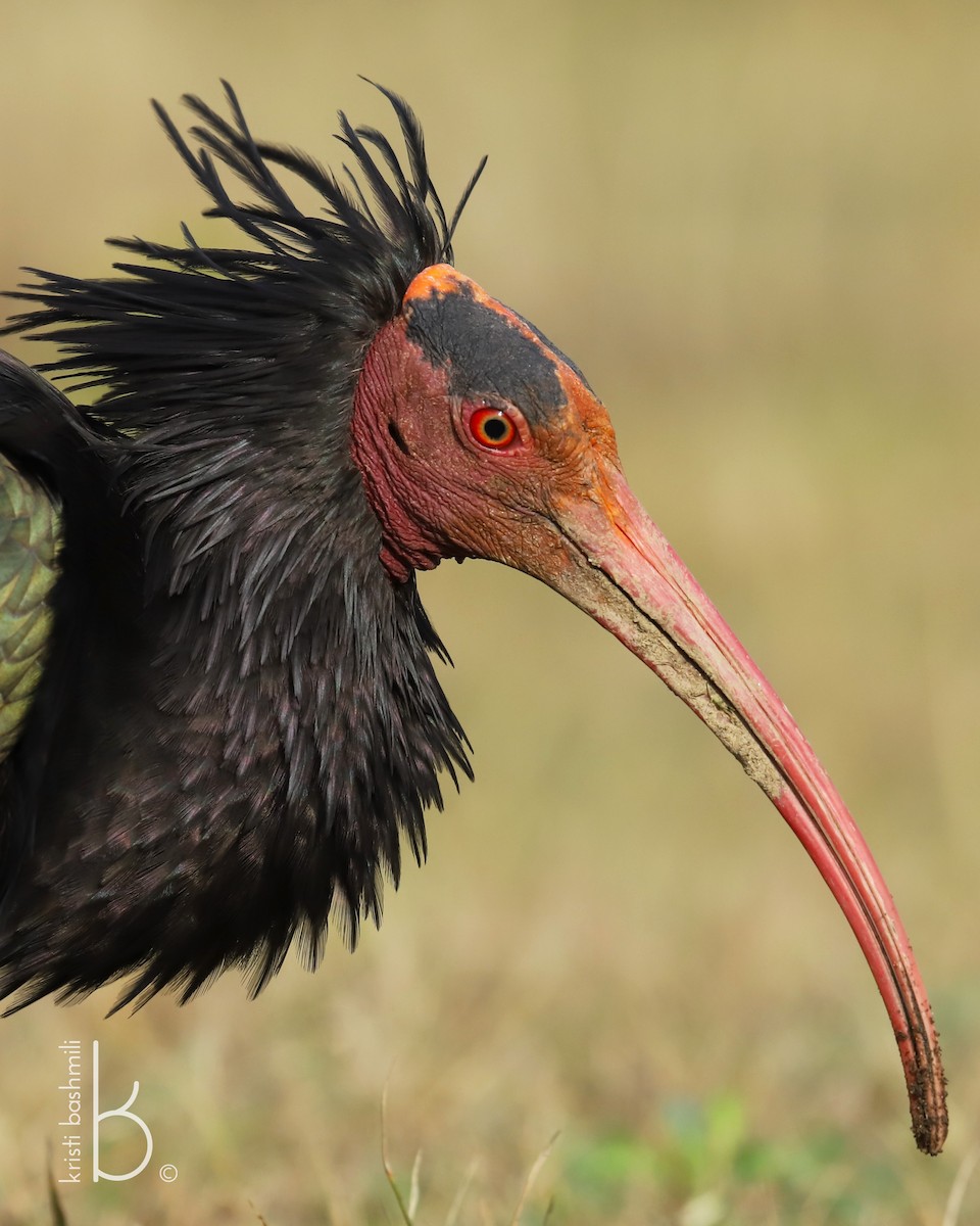 eBird Checklist - 27 Nov 2021 - Tale - 1 species