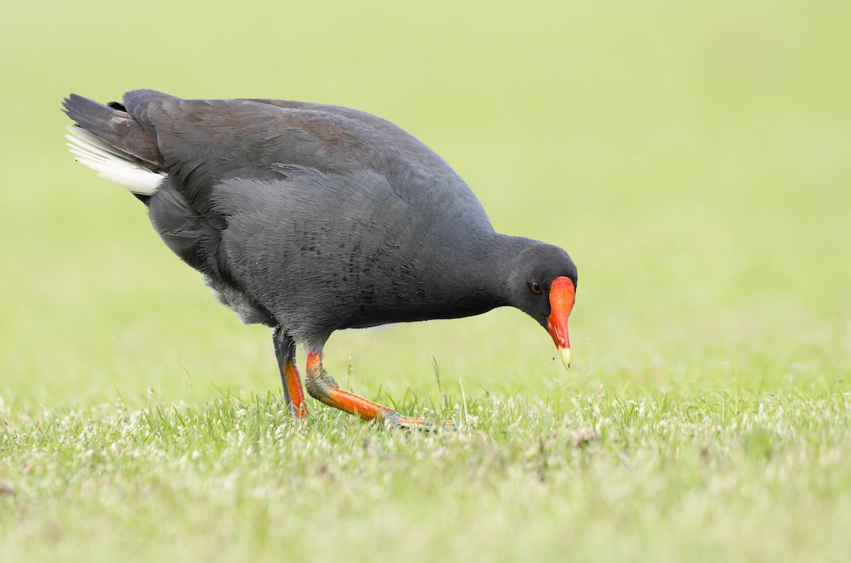 ML392162081 Dusky Moorhen Macaulay Library