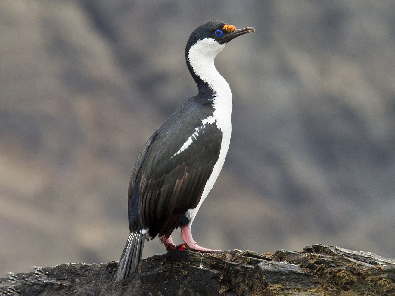 South Georgia Shag - eBird
