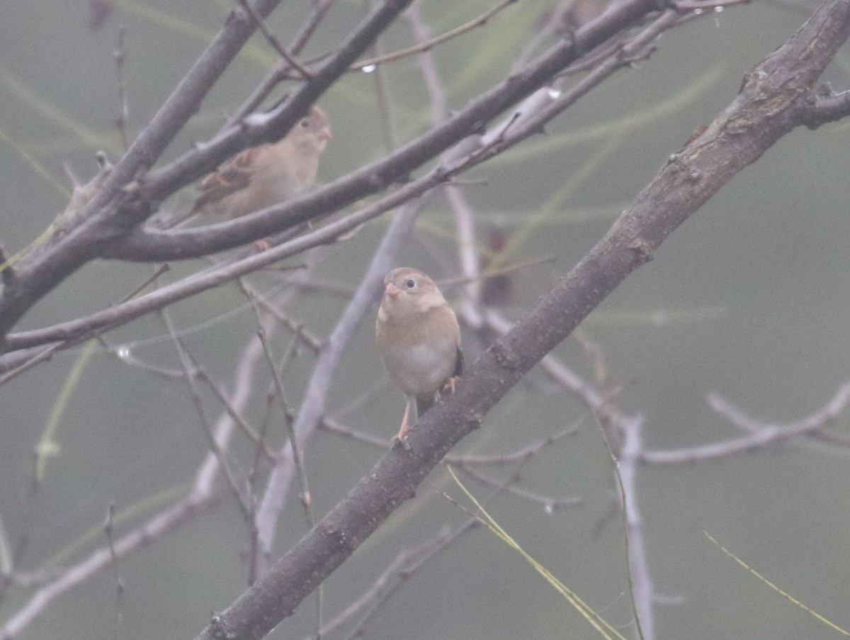 eBird Checklist - 2 Oct 2021 - Robert Porter Allen Natural Area - 46 ...