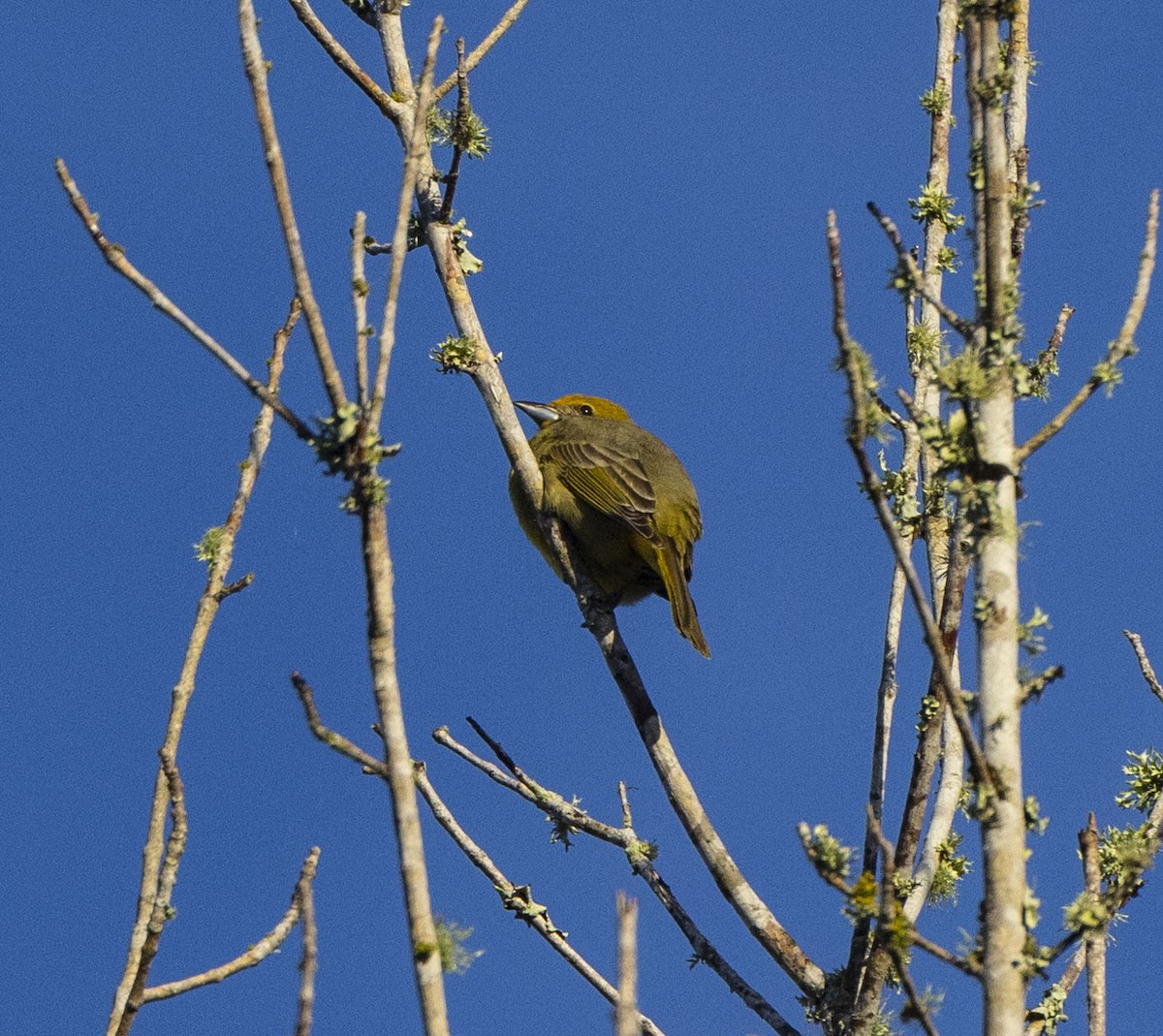 eBird Checklist - 30 Nov 2021 - Bear Creek Park (UTC 097) - 29 species