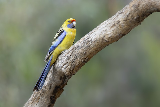 Yellow Rosella