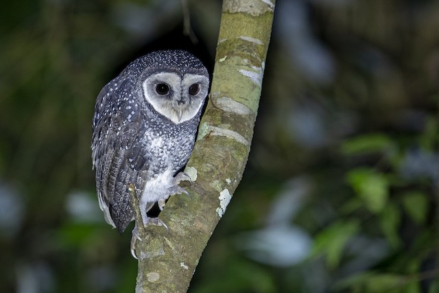 Lesser Sooty Owl