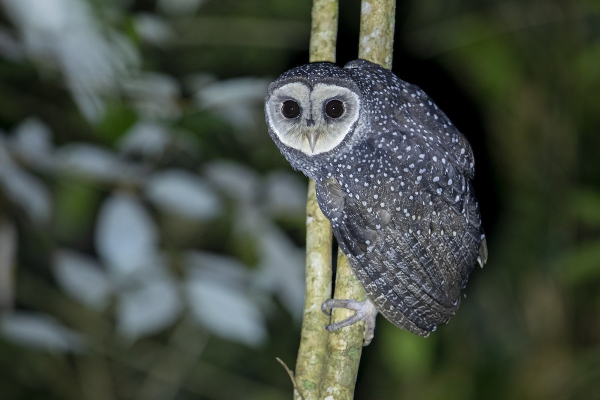 Lesser Sooty Owl - eBird