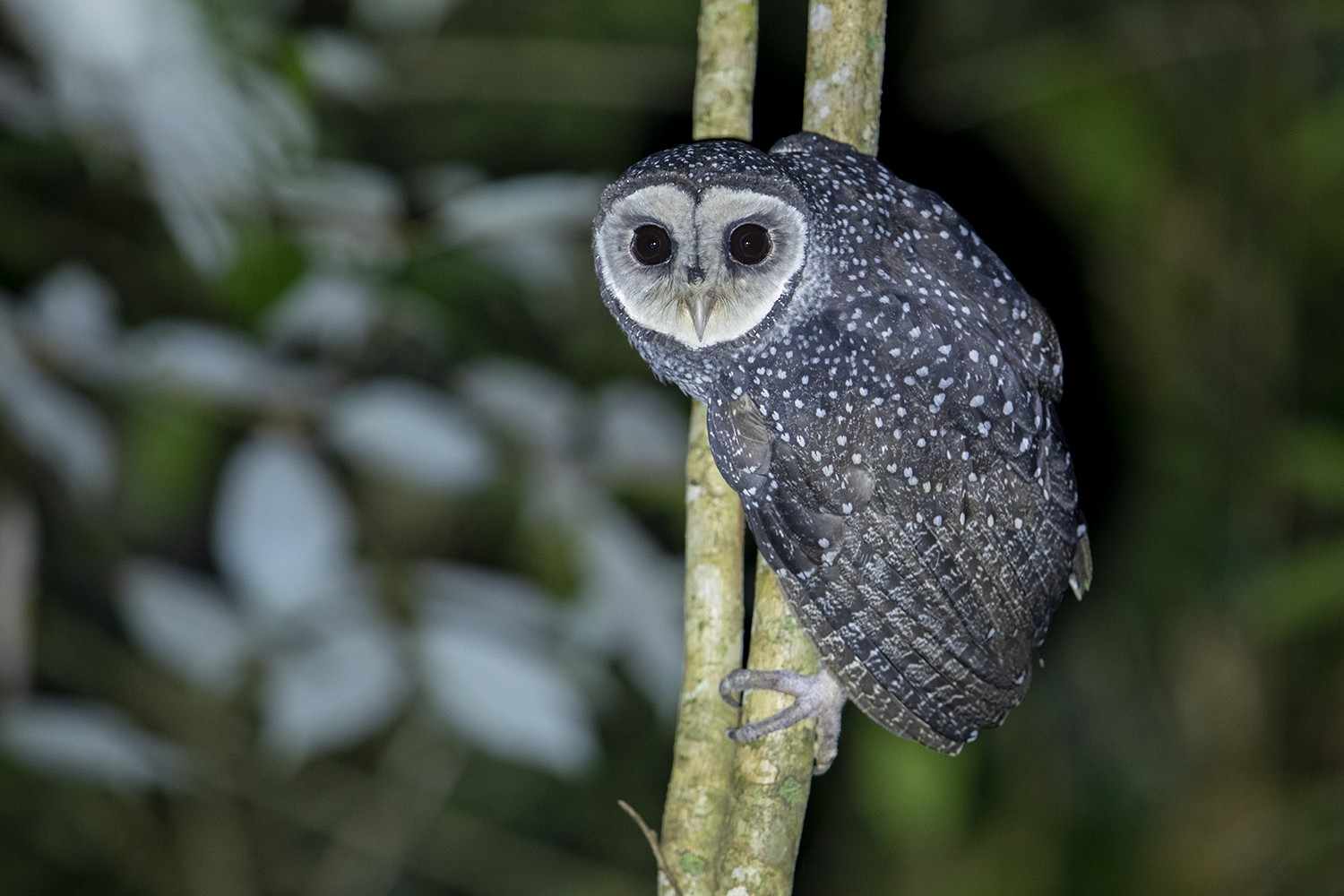 Lesser Sooty Owl