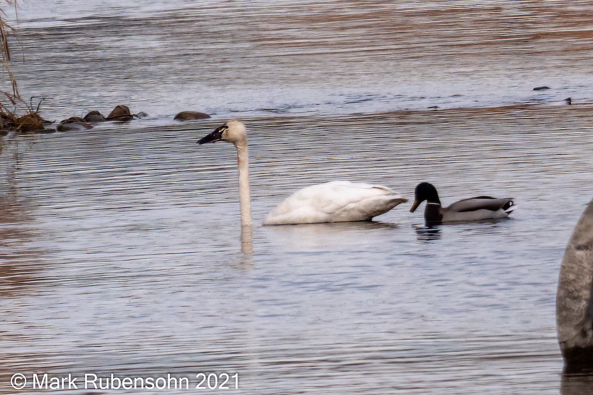eBird Checklist - 30 Nov 2021 - Calgary--Carburn Park - 25 species (+1 ...