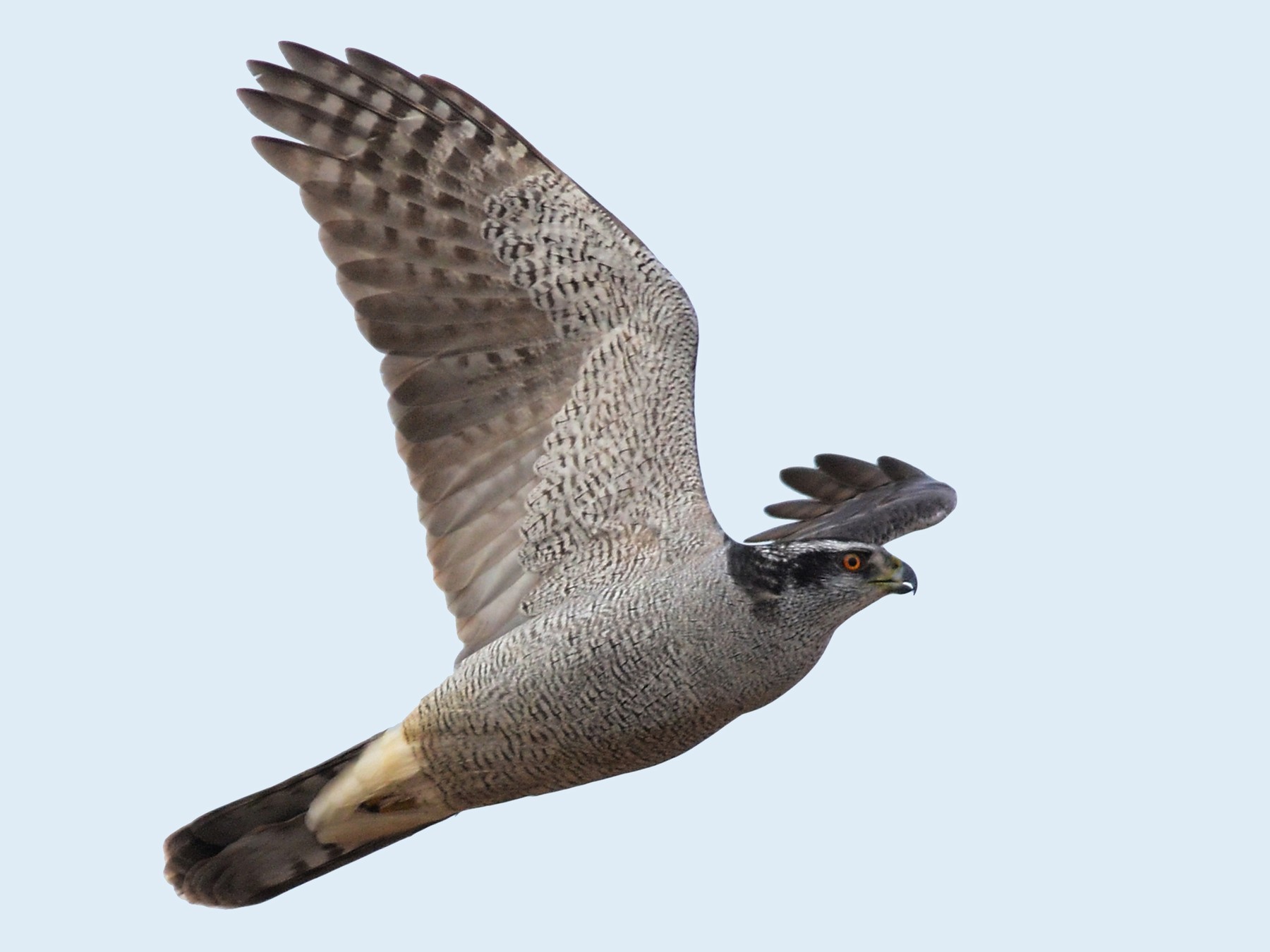 American Goshawk - eBird