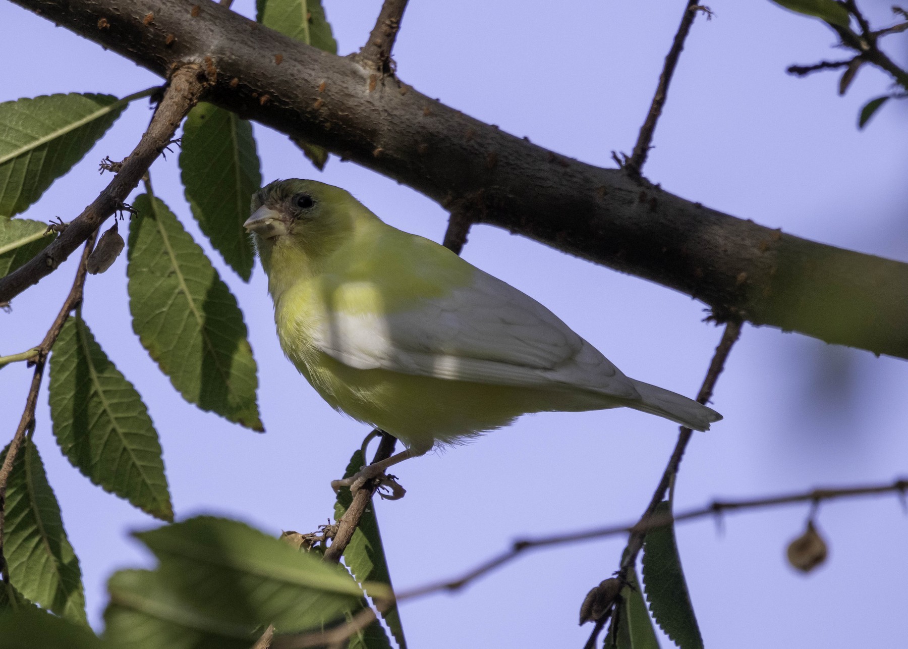 new world goldfinch sp. - eBird