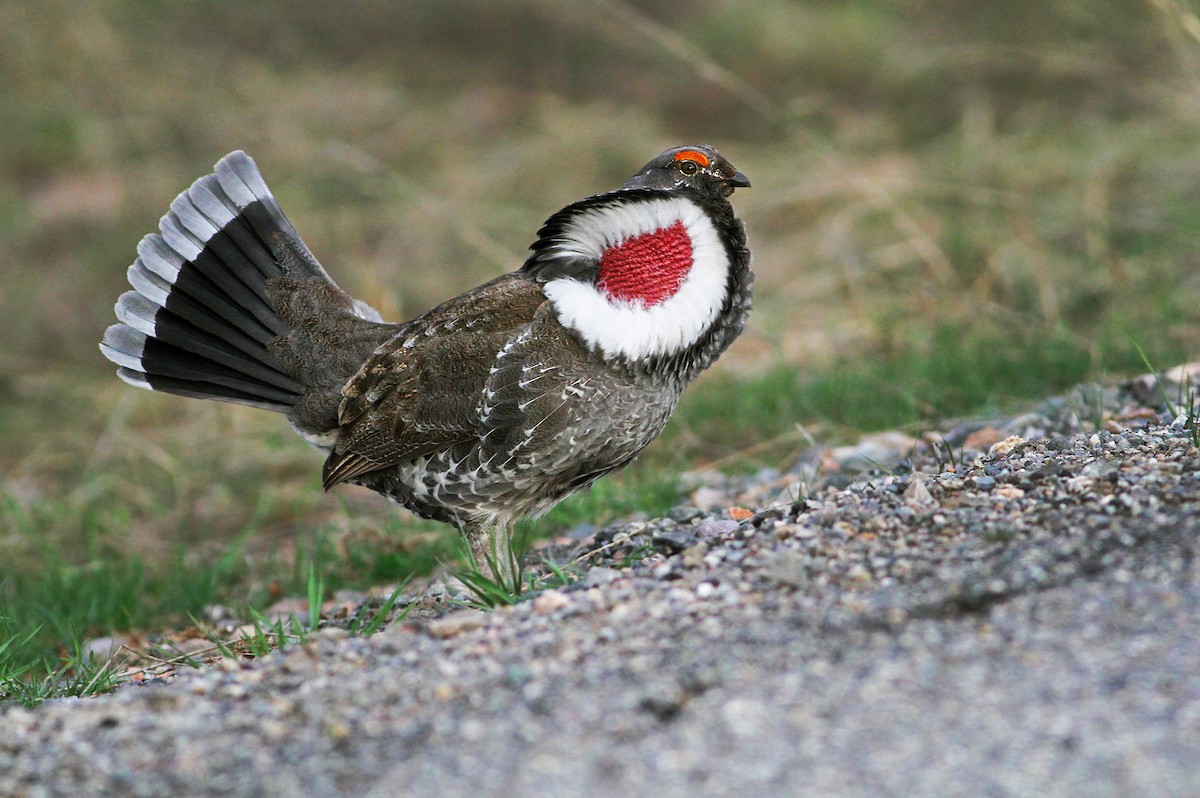 ML39259831 - Dusky Grouse - Macaulay Library