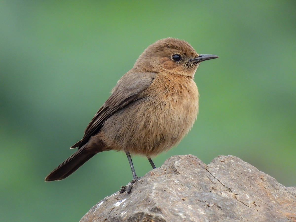 Brown Rock Chat - Oenanthe fusca - Birds of the World