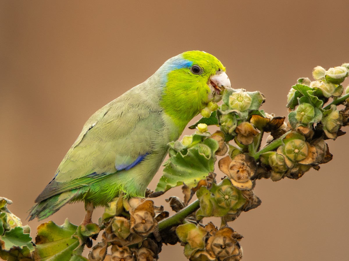 Pacific Parrotlet - Forpus coelestis - Birds of the World