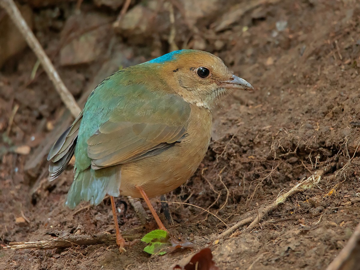 Blue-naped Pitta - Hydrornis nipalensis - Birds of the World