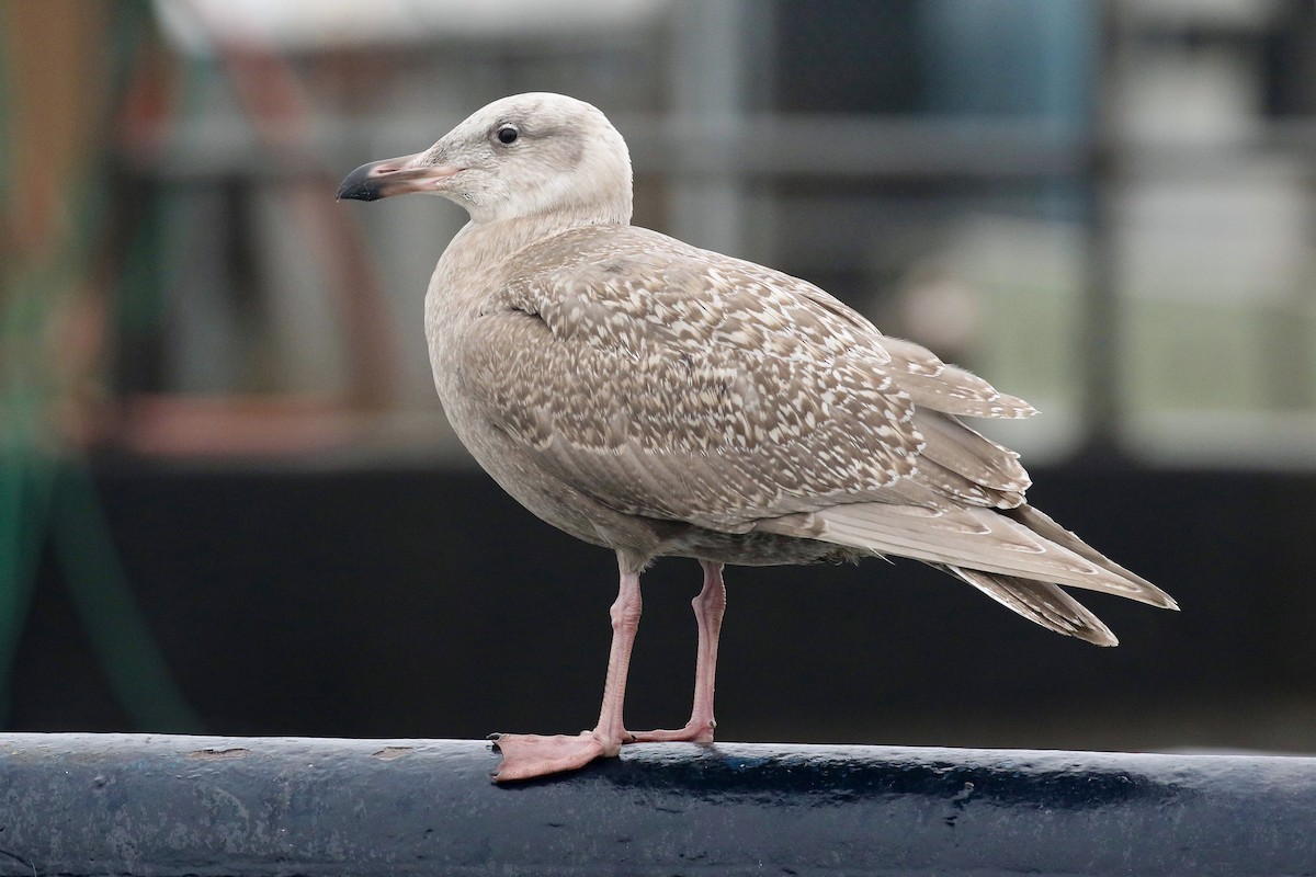 ML392618601 - Glaucous x Glaucous-winged Gull (hybrid) - Macaulay Library
