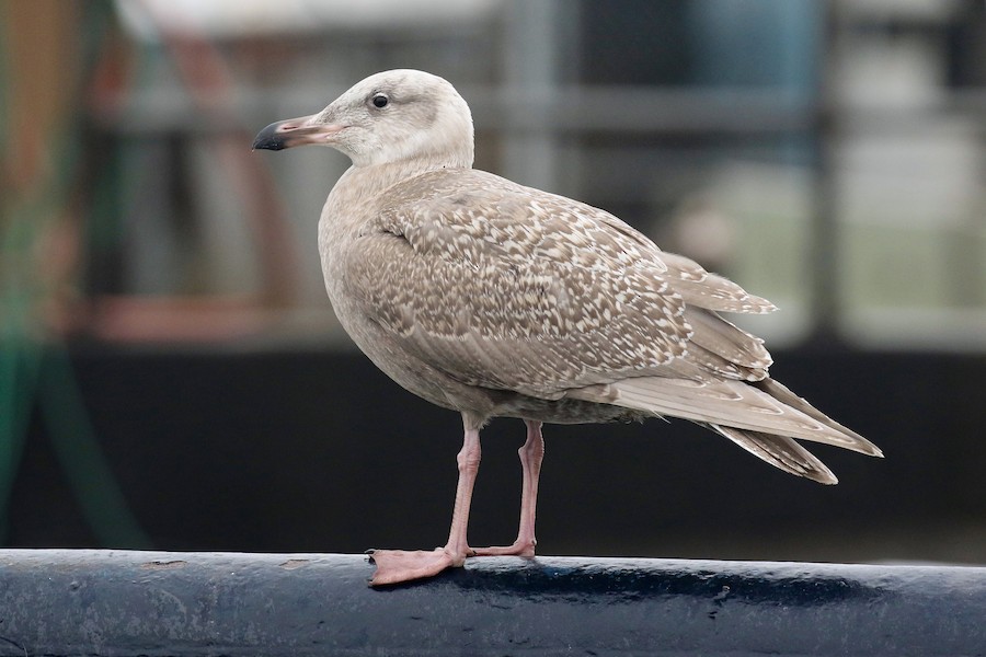 Glaucous x Glaucous-winged Gull (hybrid) - eBird