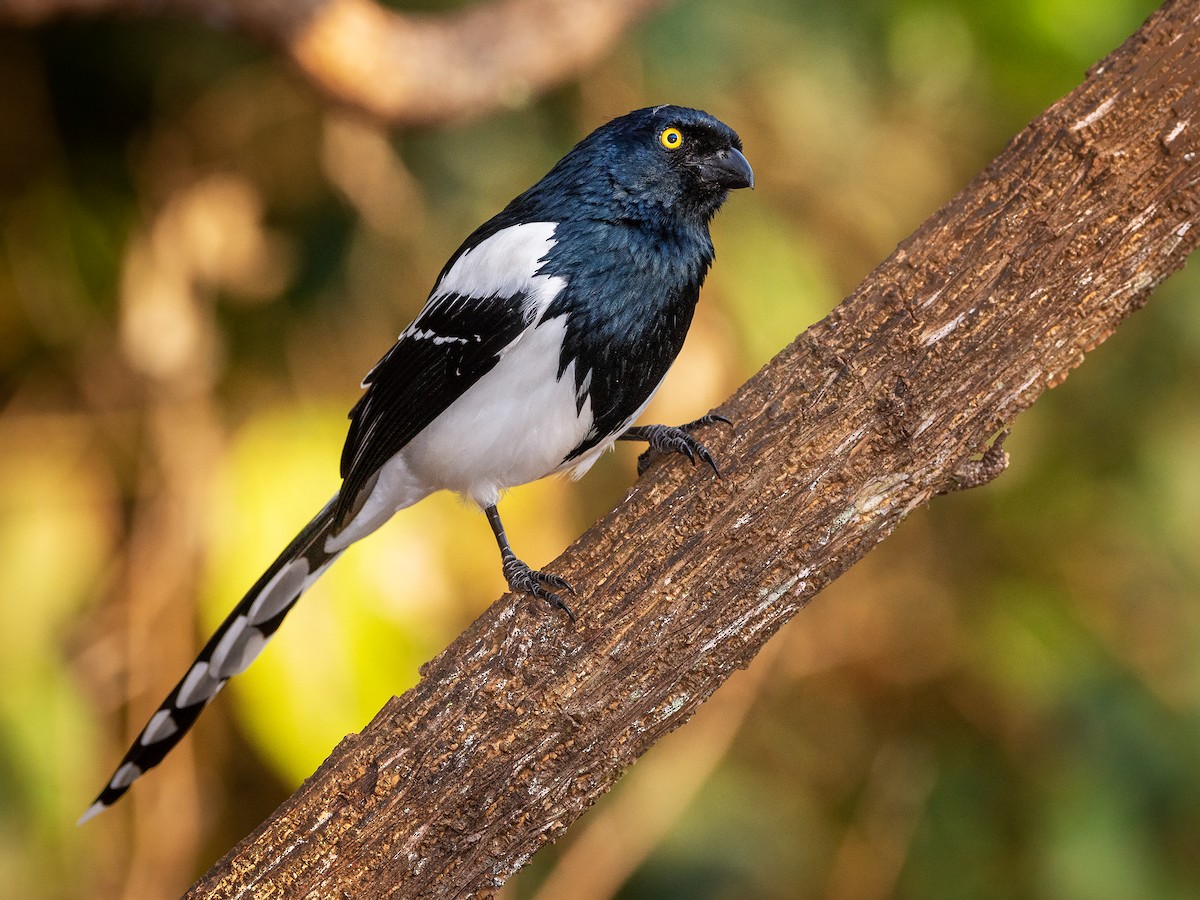 Magpie Tanager - Cissopis leverianus - Birds of the World