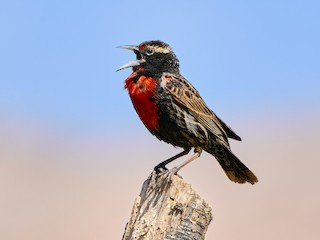 Peruvian Meadowlark - Leistes bellicosus - Birds of the World