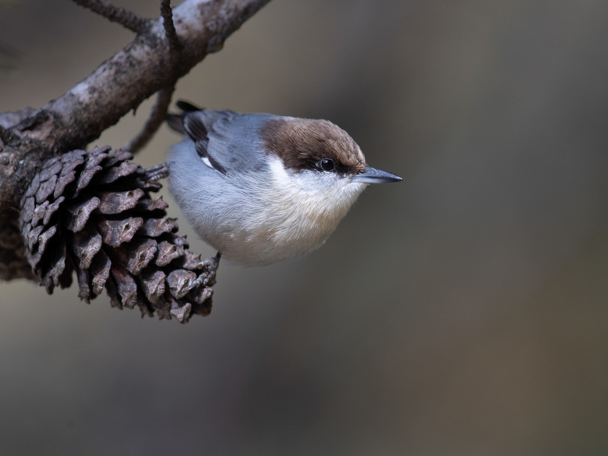 Brown-headed Nuthatch - Sitta pusilla - Birds of the World