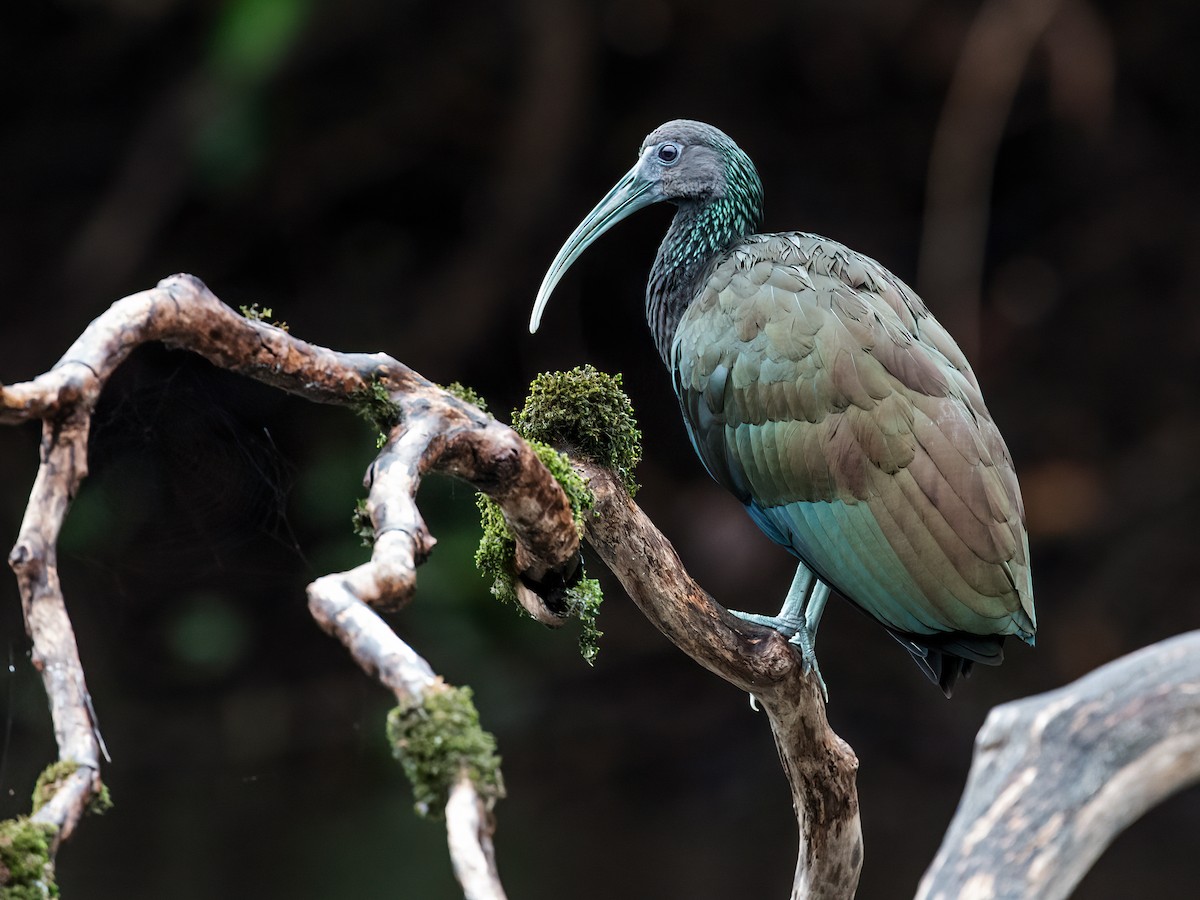 Green Ibis - Mesembrinibis cayennensis - Birds of the World