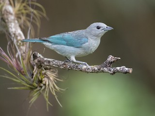 Sayaca Tanager - Thraupis sayaca - Birds of the World