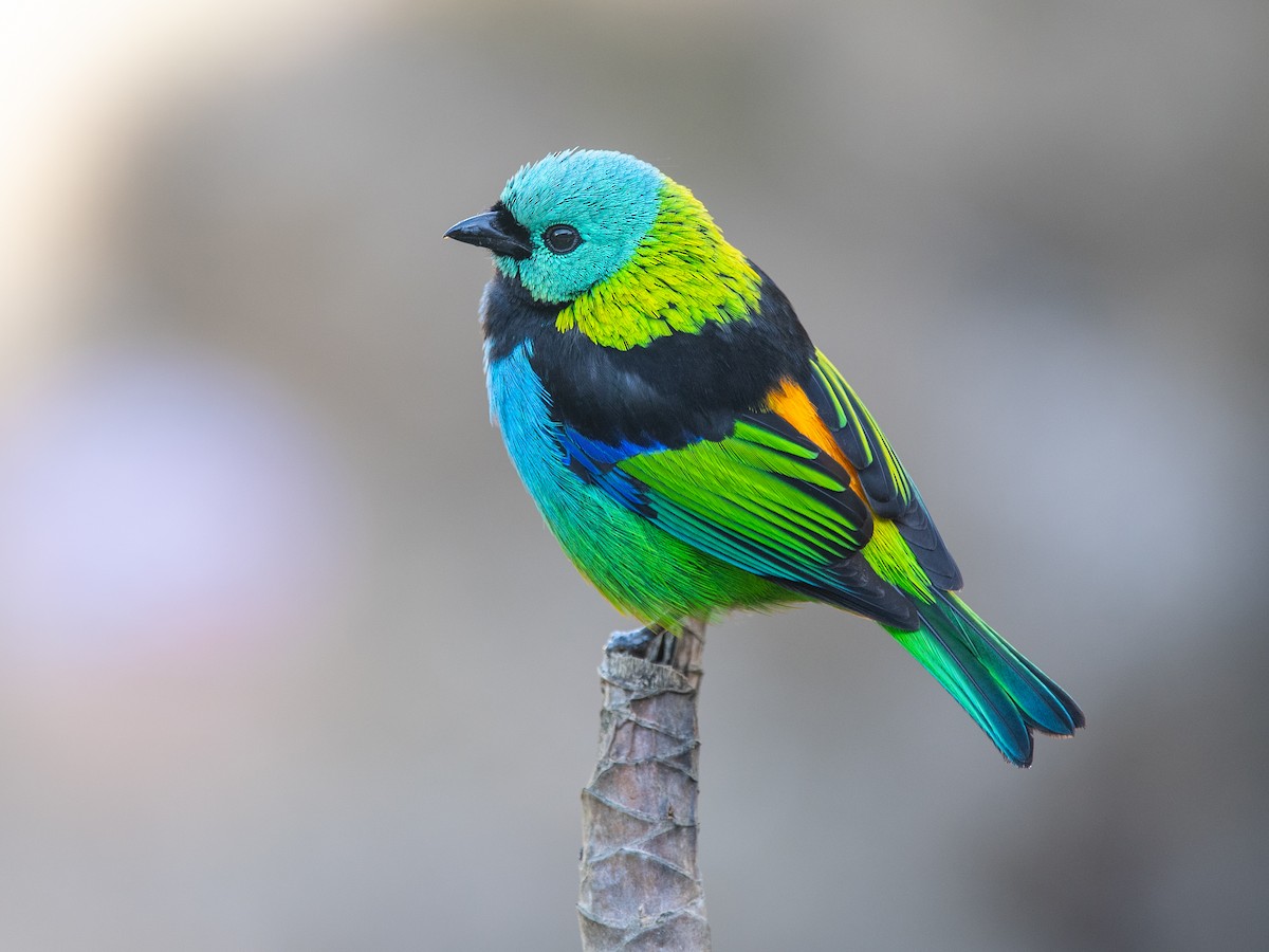 Green-headed Tanager - Tangara seledon - Birds of the World