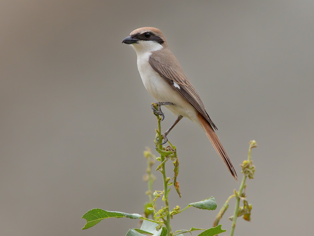 Red-tailed Shrike - Lanius phoenicuroides - Birds of the World