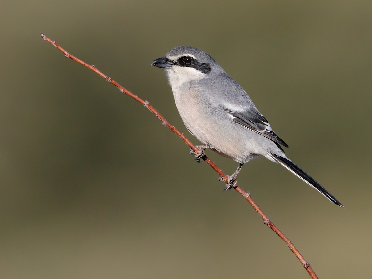 Iberian Gray Shrike - Lanius meridionalis - Birds of the World
