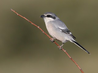Iberian Gray Shrike - Lanius meridionalis - Birds of the World