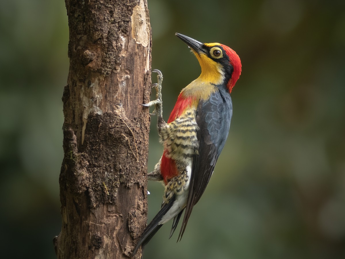 Yellow-fronted Woodpecker - Melanerpes flavifrons - Birds of the World