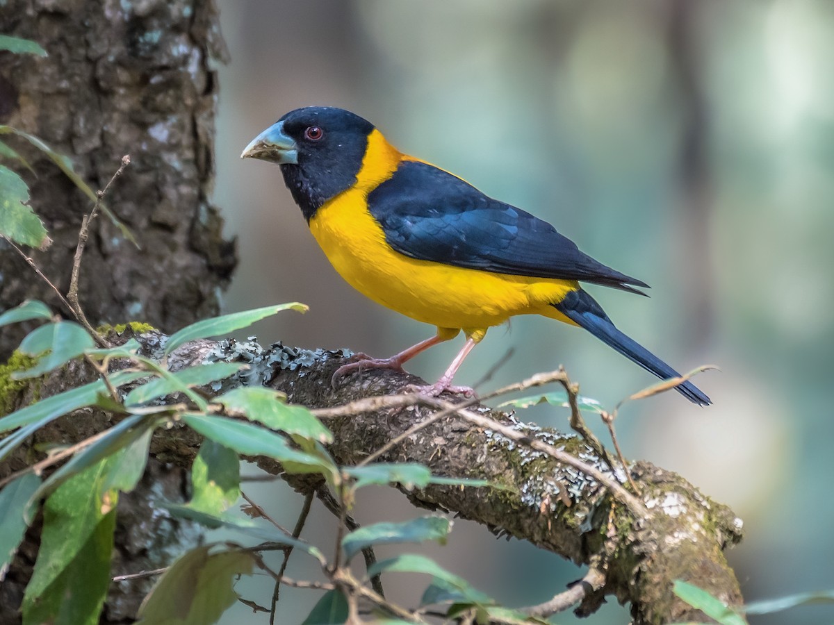 Collared Grosbeak - Mycerobas affinis - Birds of the World