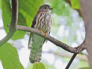 Philippine Hawk-Cuckoo - Hierococcyx pectoralis - Birds of the World