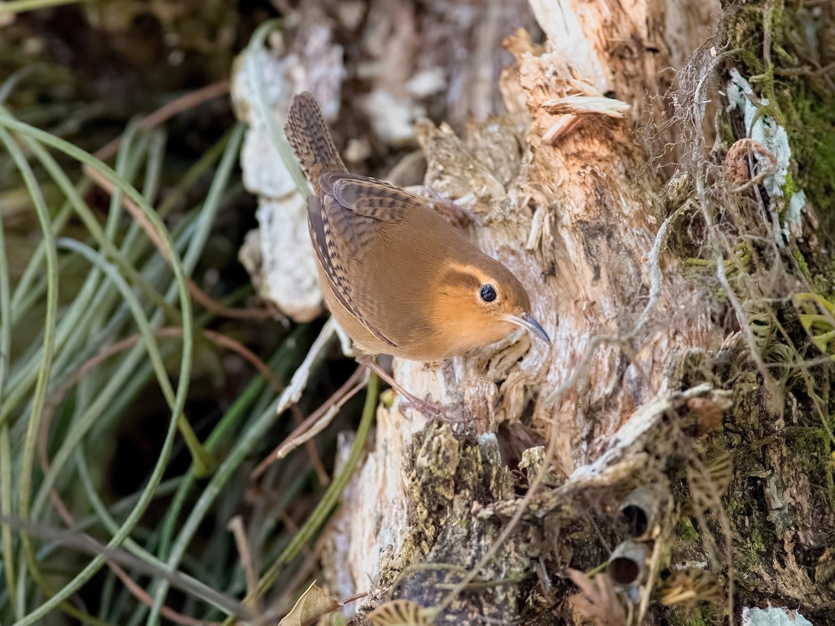 Ochraceous Wren - Troglodytes ochraceus - Birds of the World