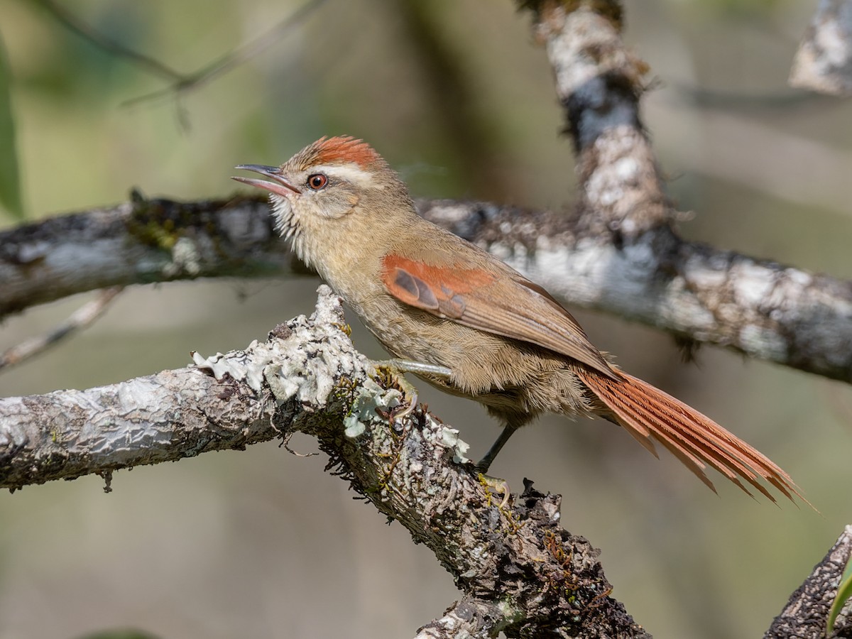 Pallid Spinetail - Cranioleuca pallida - Birds of the World