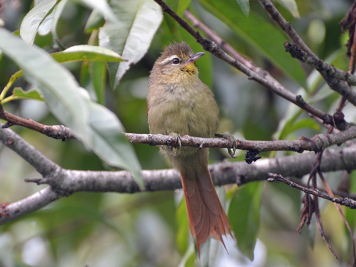 Olive Spinetail - Cranioleuca obsoleta - Birds of the World