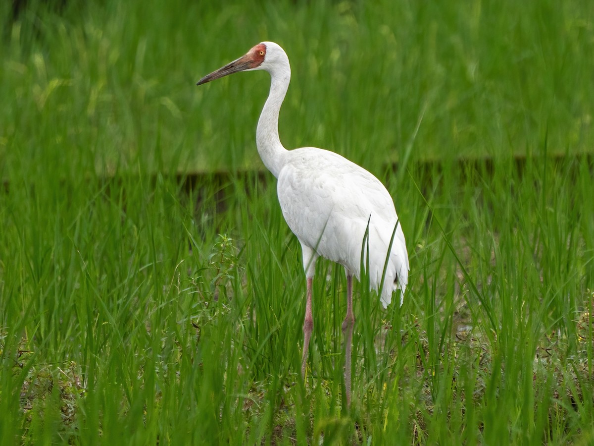 Siberian Crane - Leucogeranus leucogeranus - Birds of the World