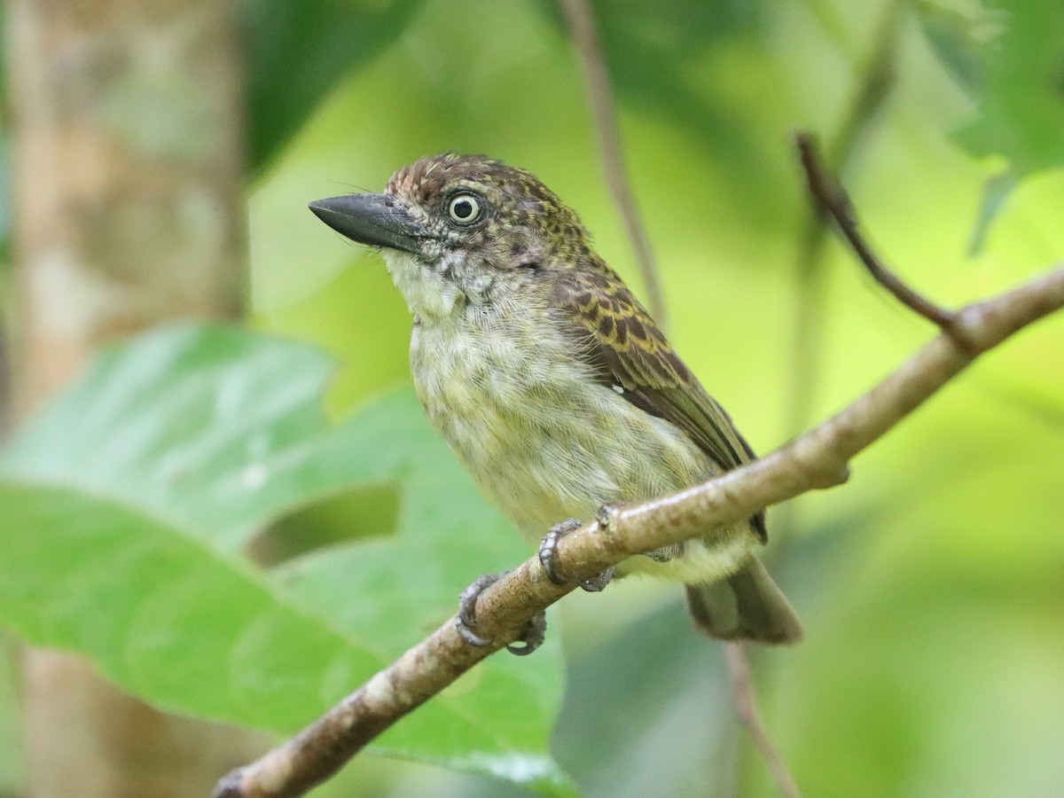 Speckled Tinkerbird - Pogoniulus scolopaceus - Birds of the World