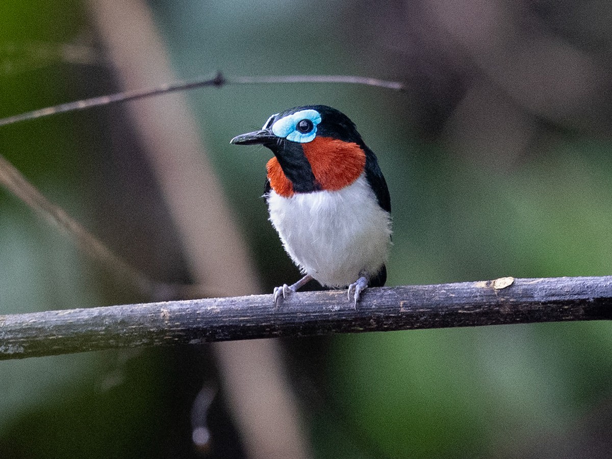 Red-cheeked Wattle-eye - Platysteira blissetti - Birds of the World