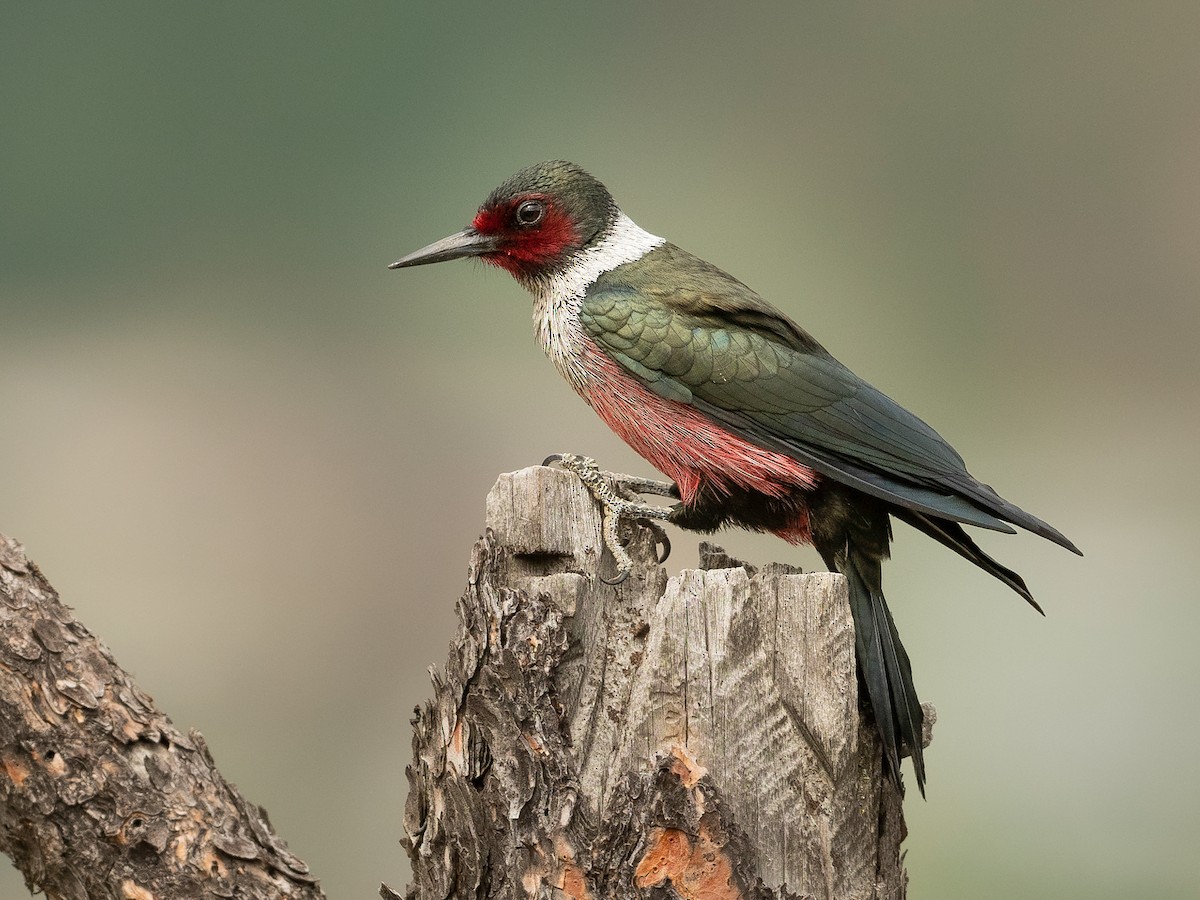 Lewis's Woodpecker - Melanerpes lewis - Birds of the World