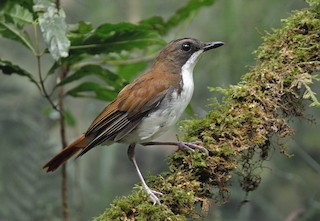 White-chested Alethe - Chamaetylas fuelleborni - Birds of the World