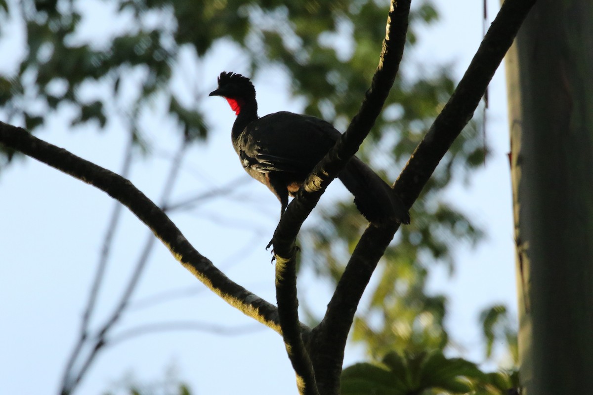 eBird Checklist - 19 Oct 2016 - Arenal Observatory Lodge - 87 species